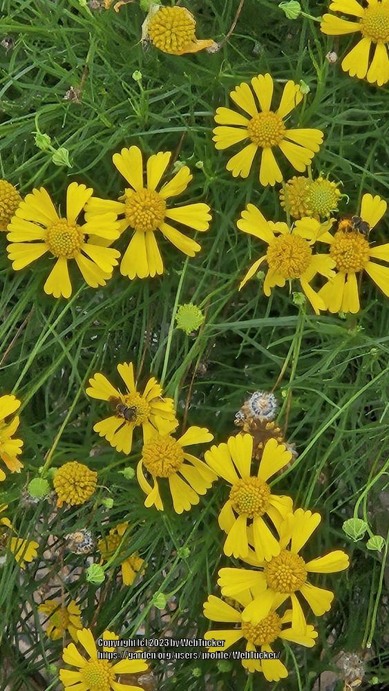 Photo of the bloom of Bitterweed (Helenium amarum) posted by WebTucker ...