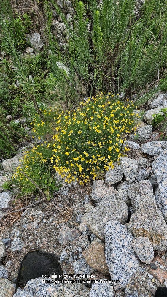 Photo of the habitat view of Bitterweed (Helenium amarum) posted by ...