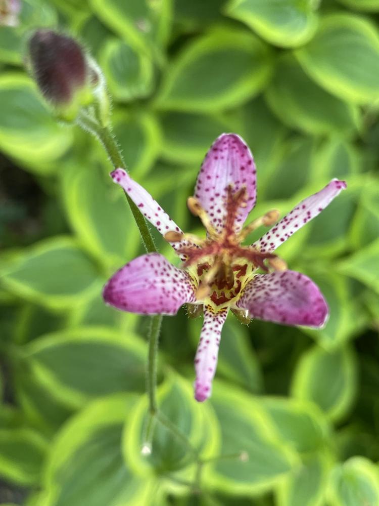 Toad Lily (Tricyrtis formosana 'Autumn Glow') in the Toad Lilies ...