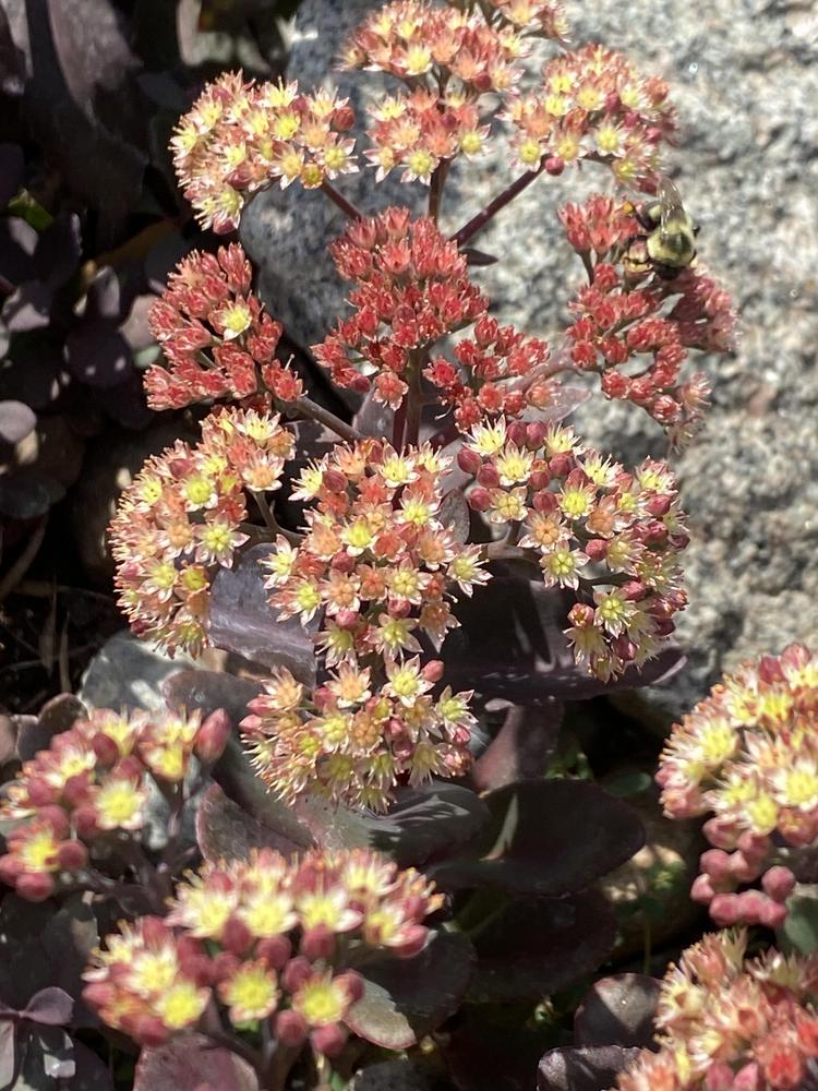 Photo of the entire plant of Orpine (Hylotelephium telephium subsp ...