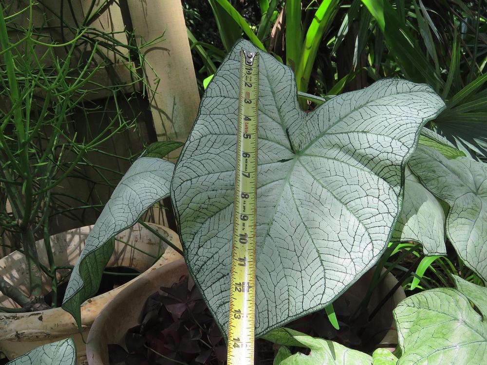 Fancy-leaf Caladium (Caladium 'Florida Moonlight') in the Caladiums ...
