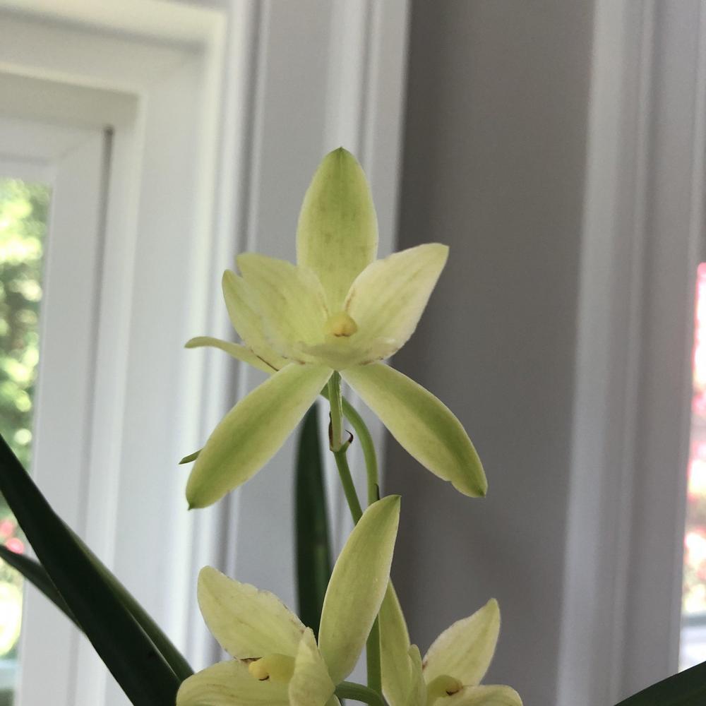 Photo of the bloom of Sword-Leaf Orchid (Cymbidium ensifolium) posted ...