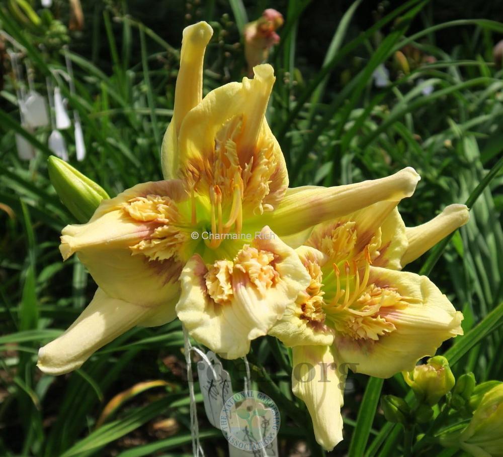 Photo of the entire plant of Daylily (Hemerocallis 'Sculpted Fancy Feathers') posted by Char ...