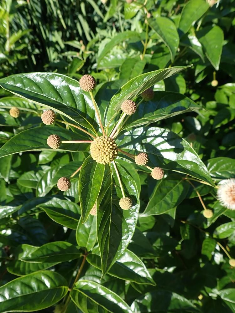 Photo of the closeup of buds, sepals and receptacles of Buttonbush ...