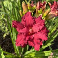Daylily (Hemerocallis 'Double Pardon Me') in the Daylilies Database ...