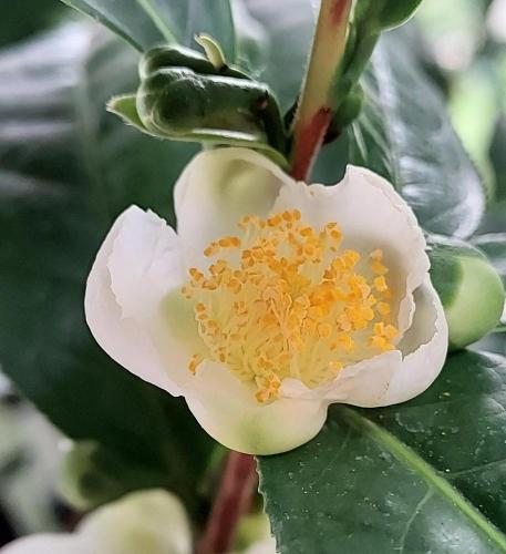 When to prune tea plants in the Ask a Question forum - Garden.org