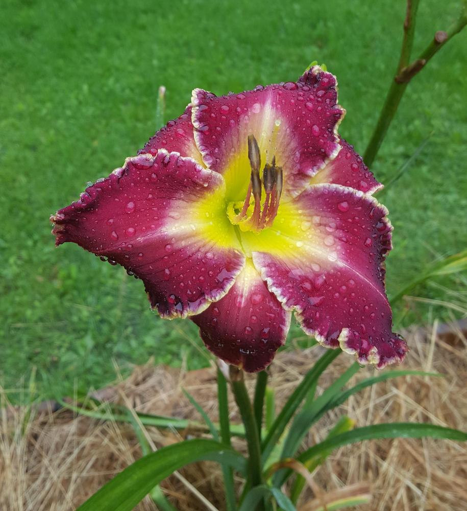 Photo of the bloom of Daylily (Hemerocallis 'Brian Smith') posted by ...