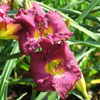 Photo of the entire plant of Daylily (Hemerocallis 'Tonight's the Night') posted by Char ...