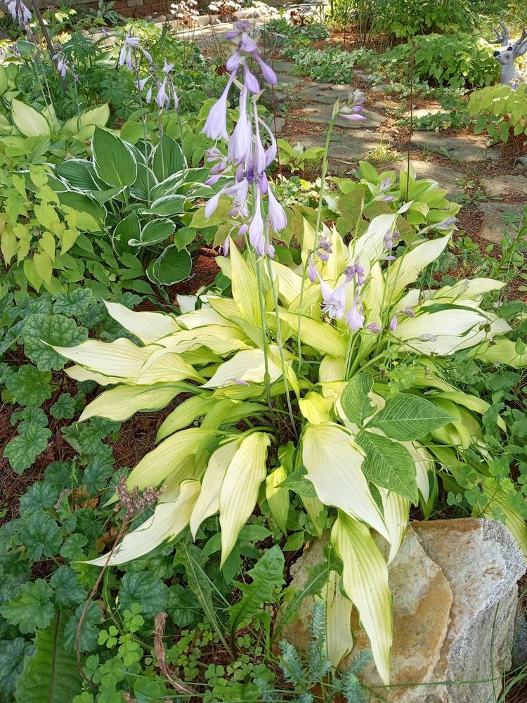 Photo of the entire plant of Hosta 'Pineapple Upsidedown Cake' posted ...