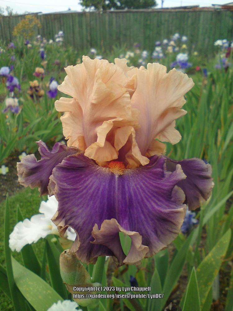 Tall Bearded Iris (Iris 'Escape Down Under') in the Irises Database - Garden.org