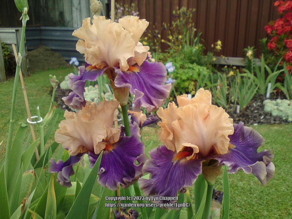 Photo of the entire plant of Tall Bearded Iris (Iris 'Escape Down Under') posted by LynDC ...
