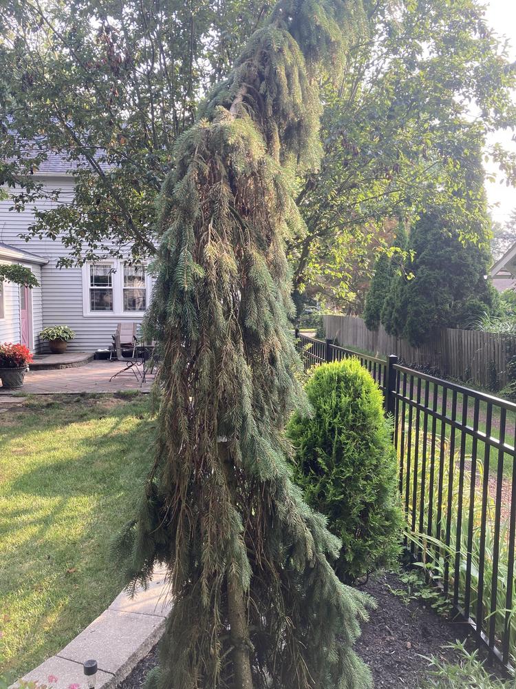 Weeping White Spruce needle drop in the Trees and Shrubs forum - Garden.org