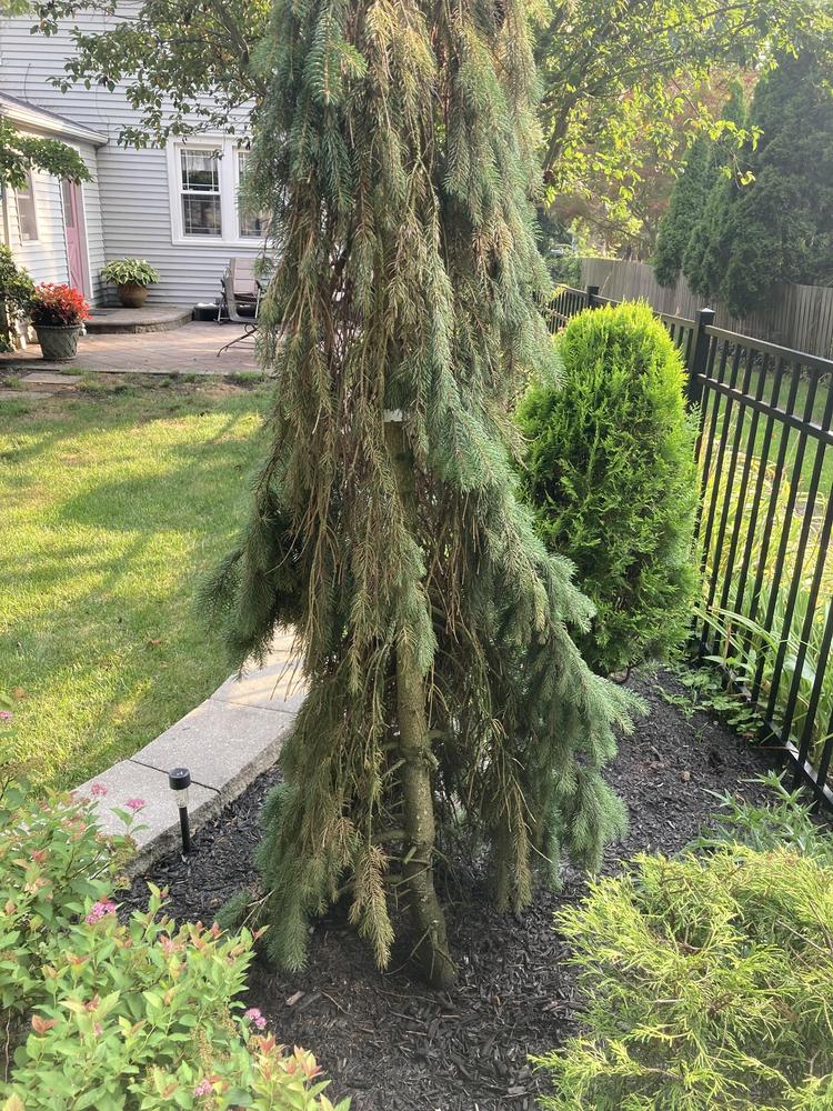 Weeping White Spruce needle drop in the Trees and Shrubs forum - Garden.org