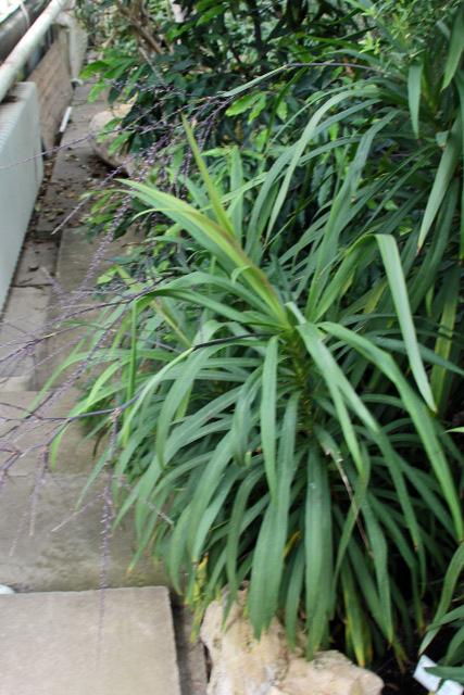 Slender Palm Lily (Cordyline stricta) - Garden.org