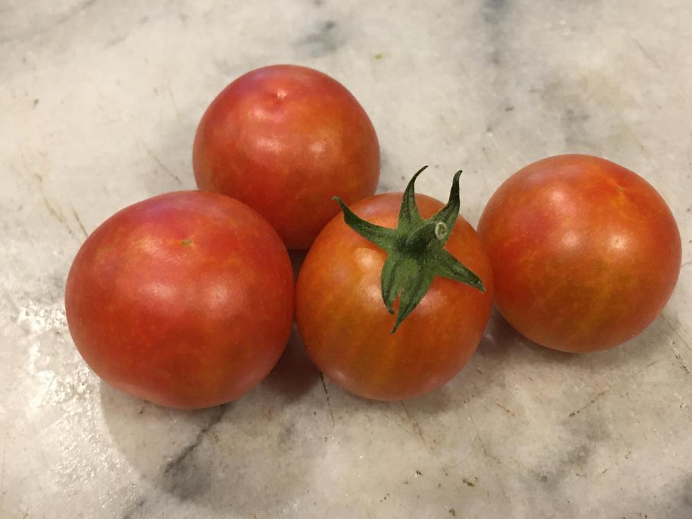 Tomato (Solanum lycopersicum 'Isis Candy') in the Tomatoes Database ...