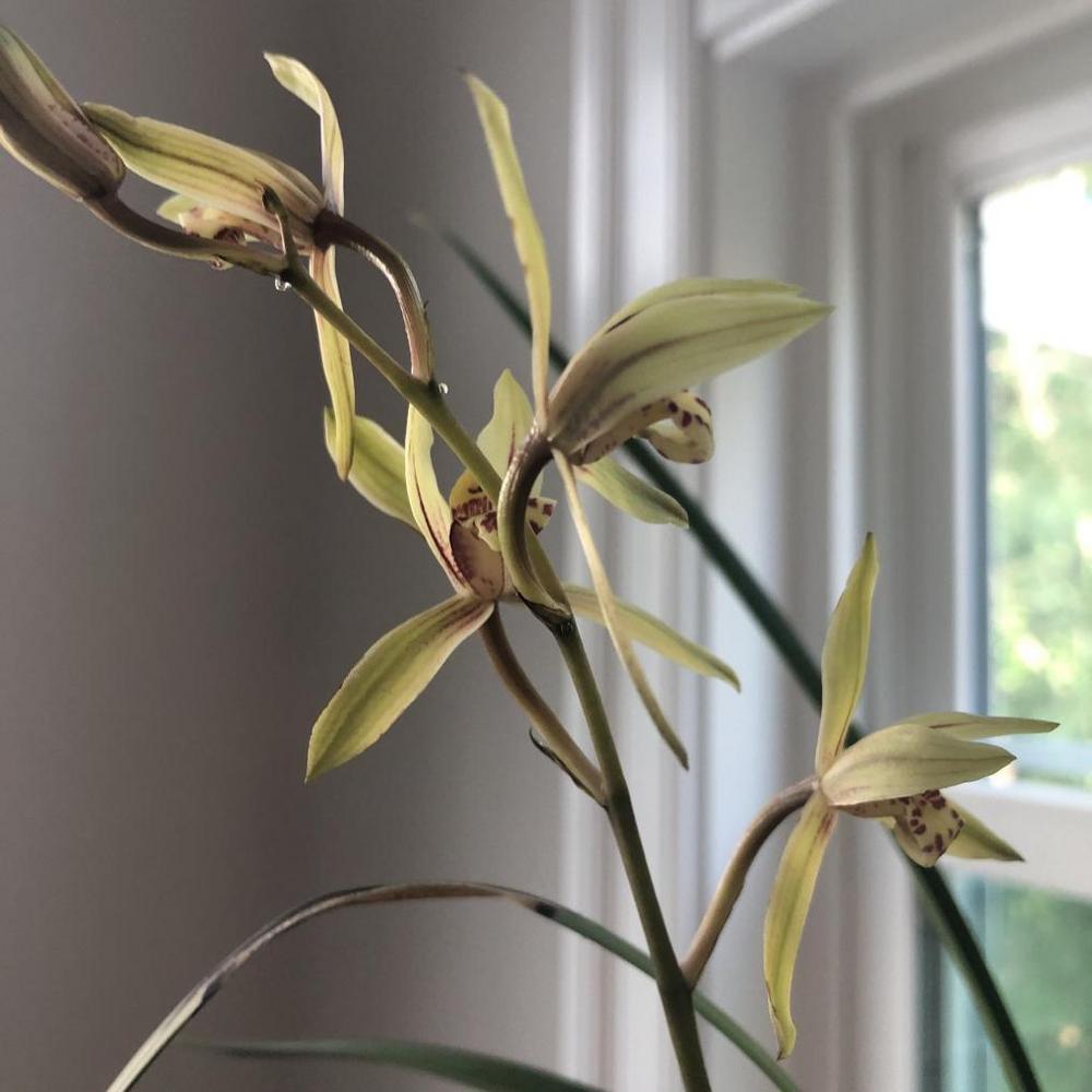 Photo of the entire plant of Chinese Orchid (Cymbidium ensifolium 'Chan ...