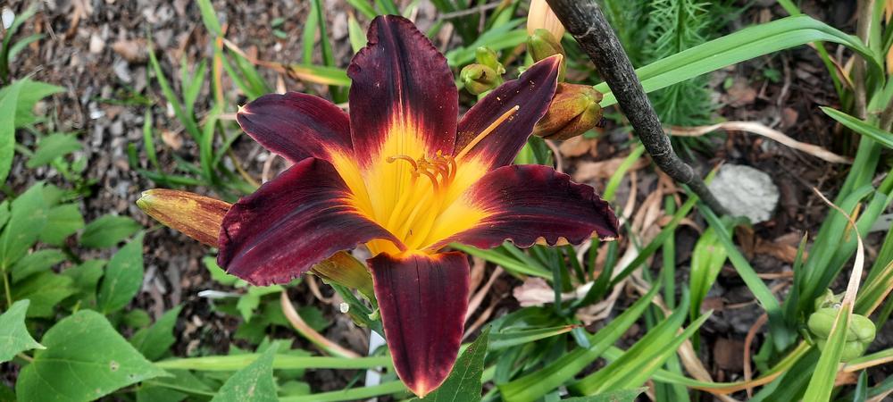 Photo of the bloom of Daylily (Hemerocallis 'Midnight Gunfight') posted ...