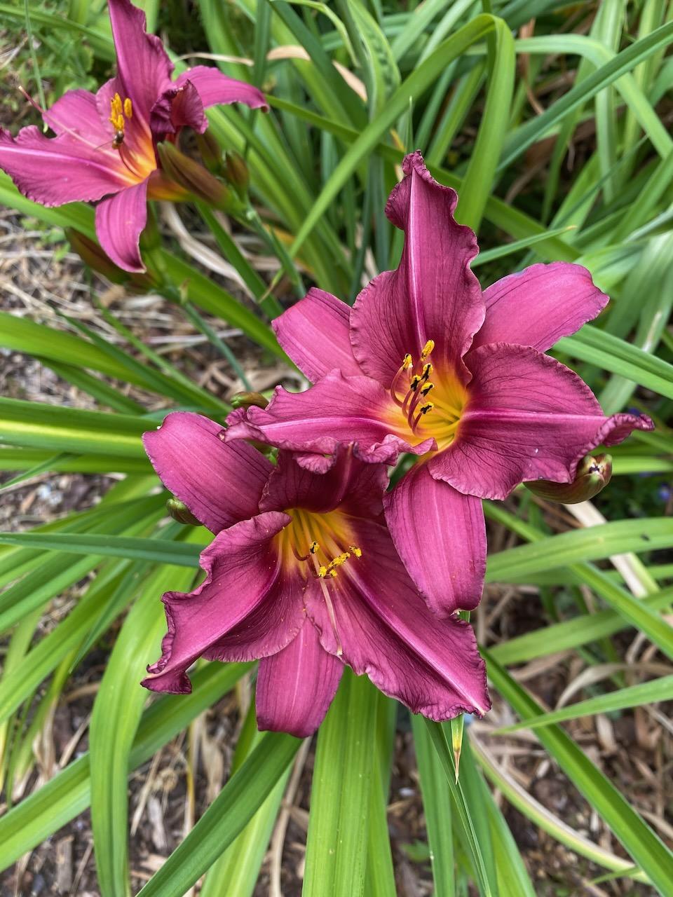 Photo of the bloom of Daylily (Hemerocallis 'Summer Wine') posted by ...