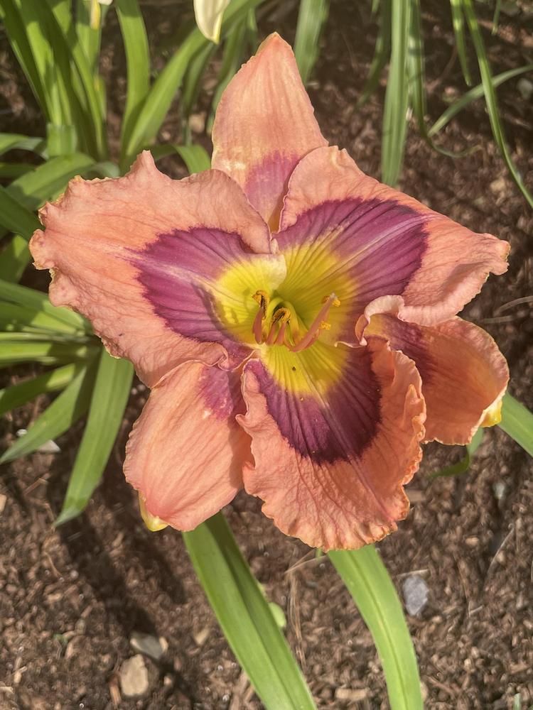 Daylily of the Day: Tully Mars in the Plants of the Day forum - Garden.org