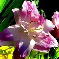 Photo of the bloom of Lily (Lilium 'Editha') posted by bumplbea ...