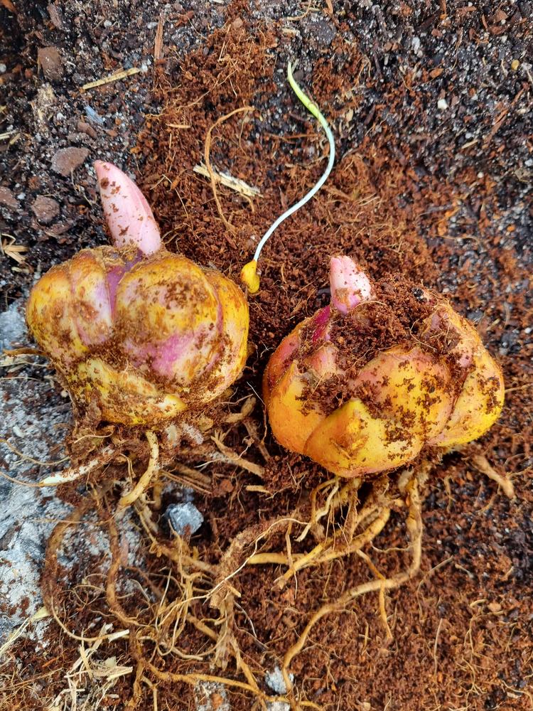 Lily (Lilium 'Manissa') in the Lilies Database - Garden.org