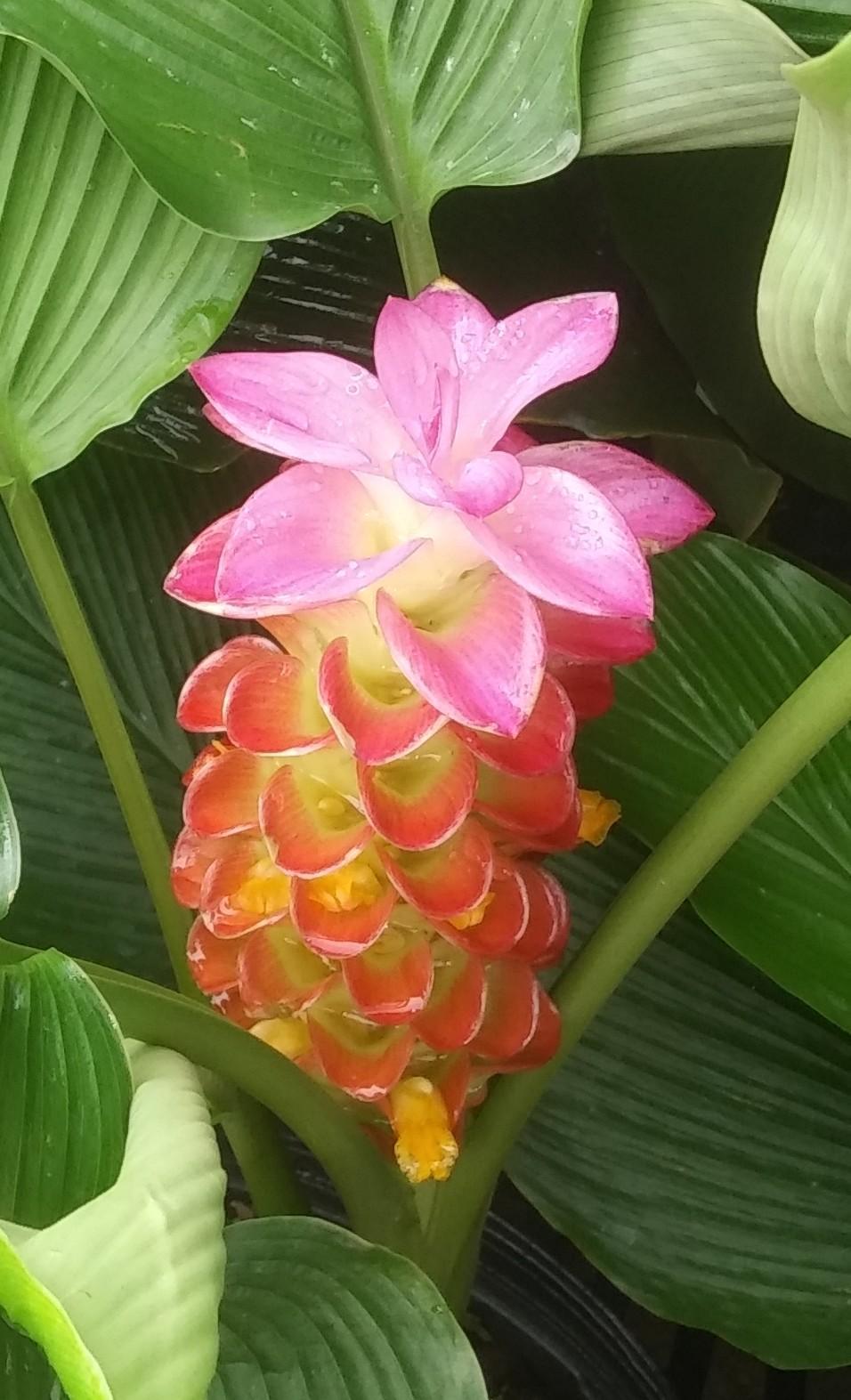 Rainbow Ginger (Curcuma aurantiaca) - Garden.org