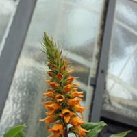 Photo of the bloom of Madeiran Foxglove (Digitalis sceptrum) posted by ...