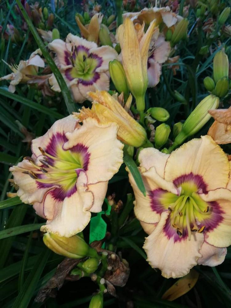 Photo of the bloom of Daylily (Hemerocallis 'Patterns in Time') posted ...