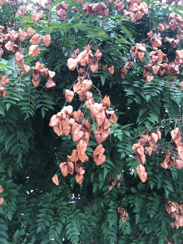 Photo of the entire plant of Golden Rain Tree (Koelreuteria paniculata ...