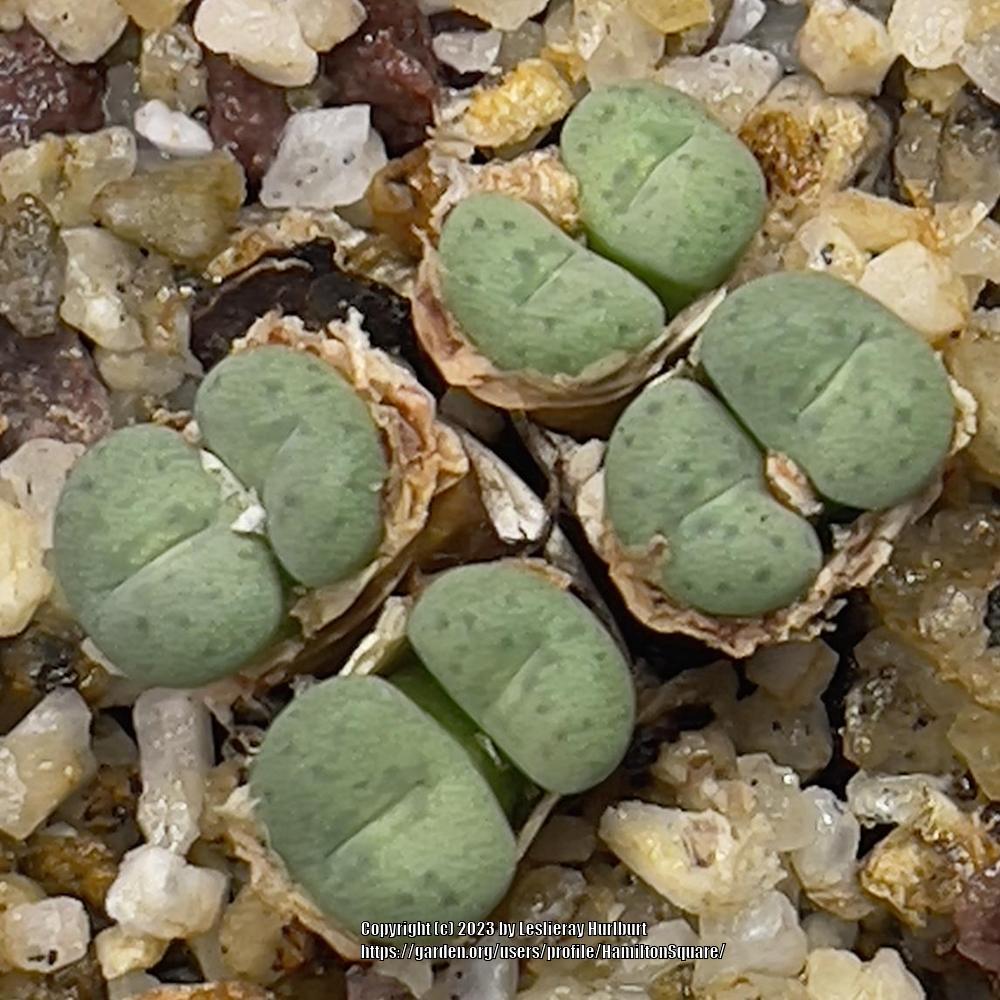 Photo of the entire plant of Conophytum jucundum subsp. marlothii ...