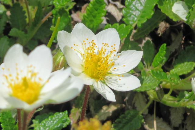 Photo of the bloom of White Dryad (Dryas octopetala) posted by ...