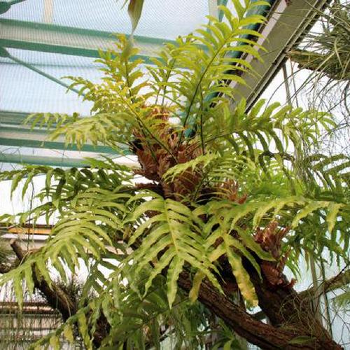 Oak Leaf Basket Fern (Drynaria quercifolia) - Garden.org