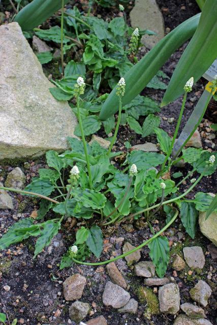 Photo of the entire plant of African Hosta (Drimiopsis maculata) posted ...