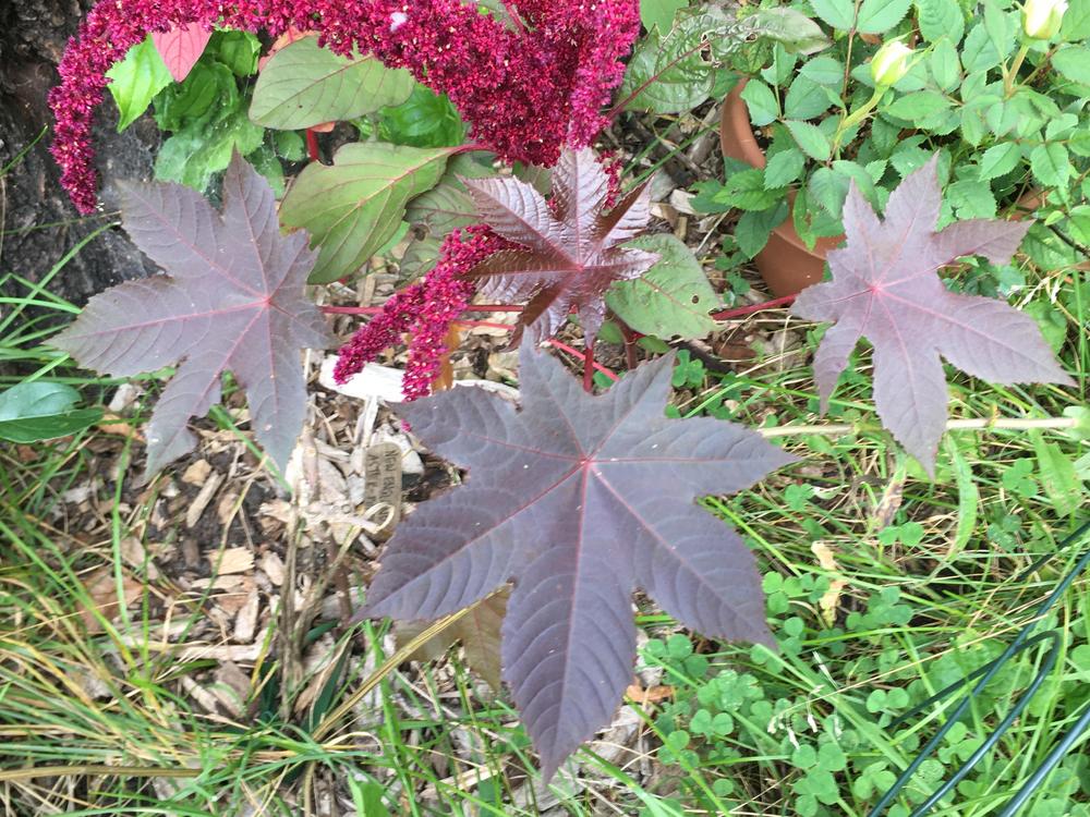 Castor Bean (Ricinus communis 'Red Giant') in the Castor Beans Database ...