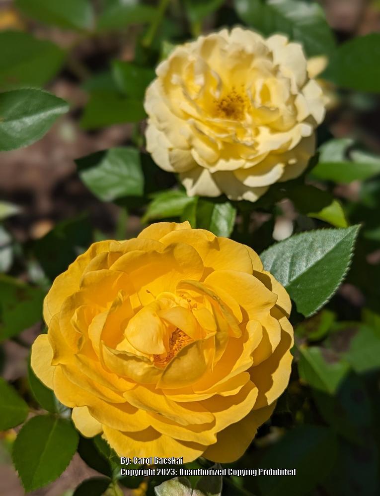 Photo of the bloom of Rose (Rosa 'Judy Garland') posted by Artsee1 ...