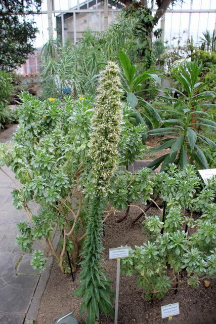 Photo of the entire plant of Tower of Jewels (Echium simplex) posted by ...