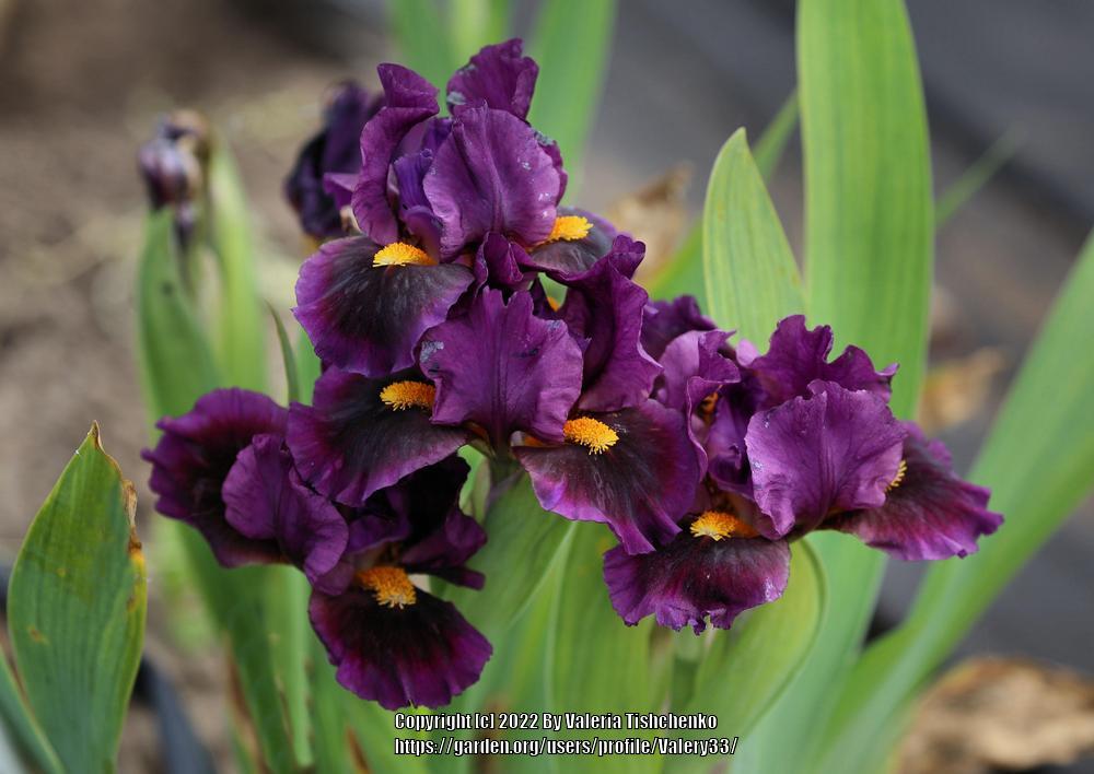 Photo of the bloom of Standard Dwarf Bearded Iris (Iris 'Cherry Hollow ...