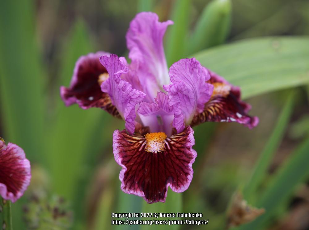 Photo of the bloom of Standard Dwarf Bearded Iris (Iris 'Ray of Light ...