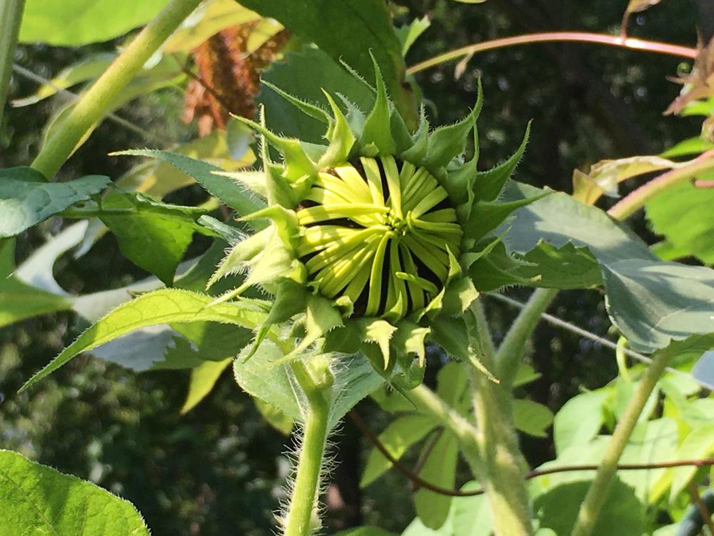 Photo of the closeup of buds, sepals and receptacles of Sunflower ...