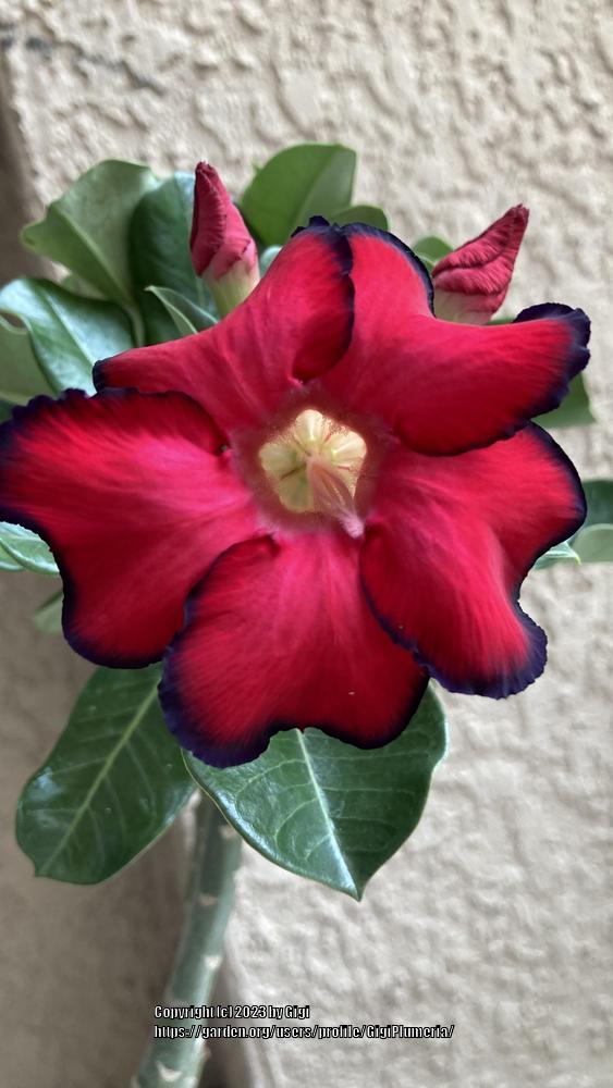 Photo of the bloom of Desert Rose (Adenium 'Red Dragon') posted by ...