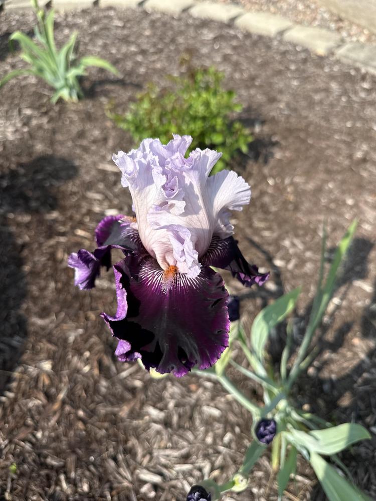 Photo of the bloom of Tall Bearded Iris (Iris 'Lone Wolf') posted by ...