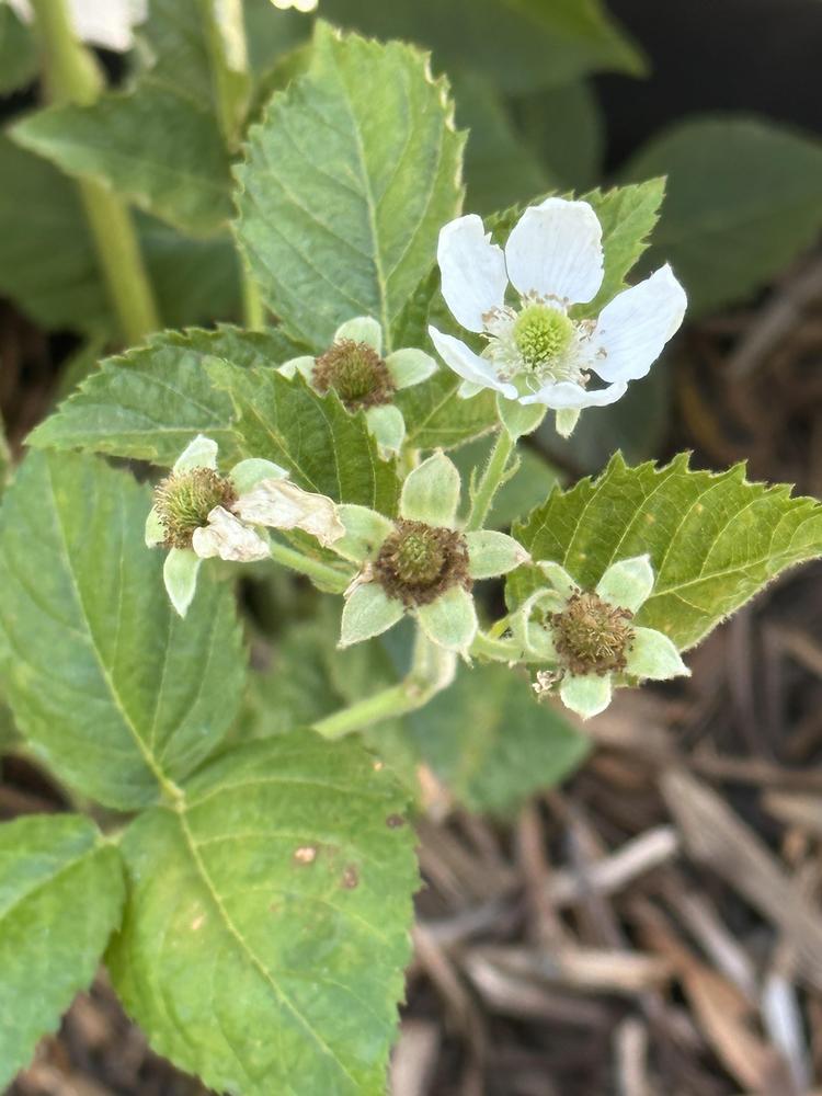 Blackberries not forming in the Ask a Question forum - Garden.org
