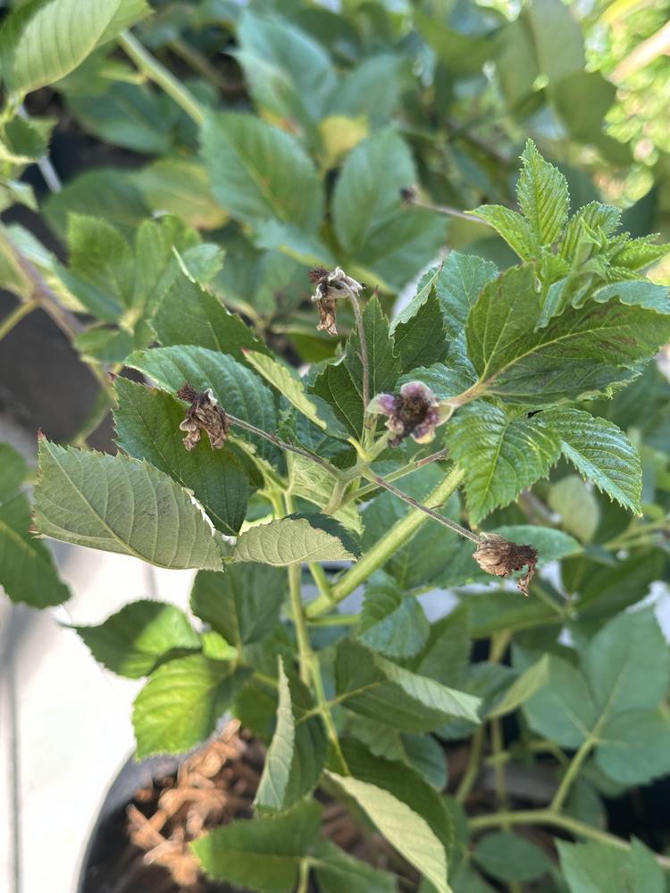 Blackberries not forming in the Ask a Question forum - Garden.org