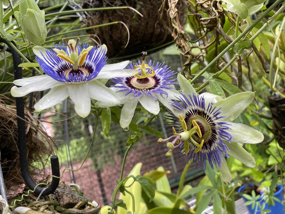 Photo of the bloom of Passion Flower (Passiflora) posted by Ursula ...