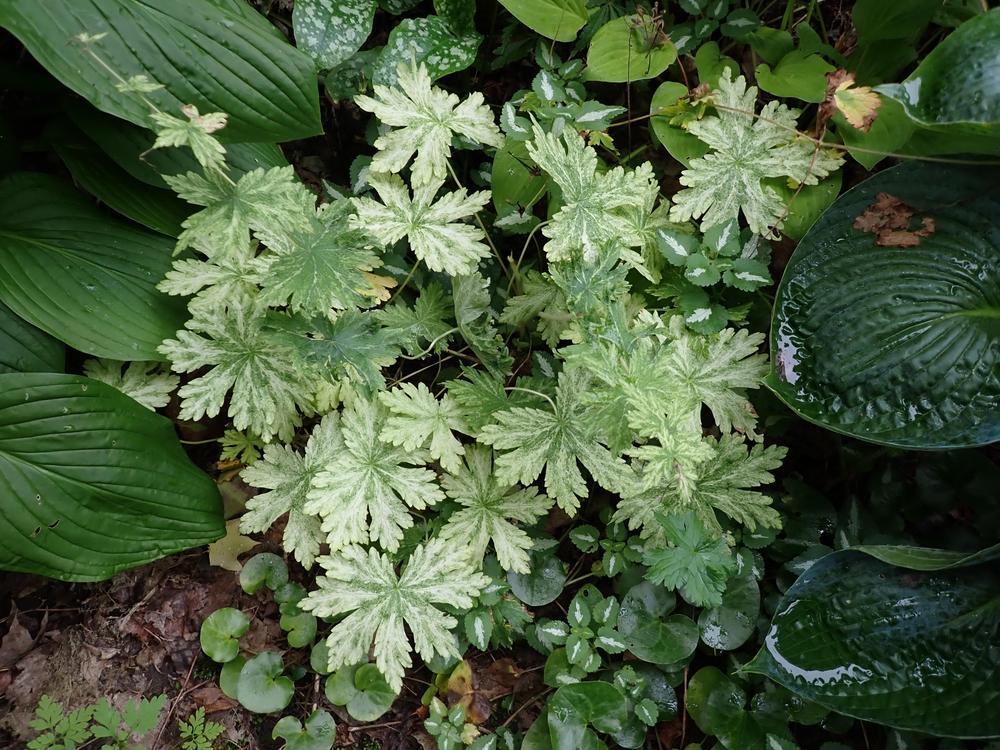 Photo of the entire plant of Dusky Cranesbill (Geranium phaeum ...