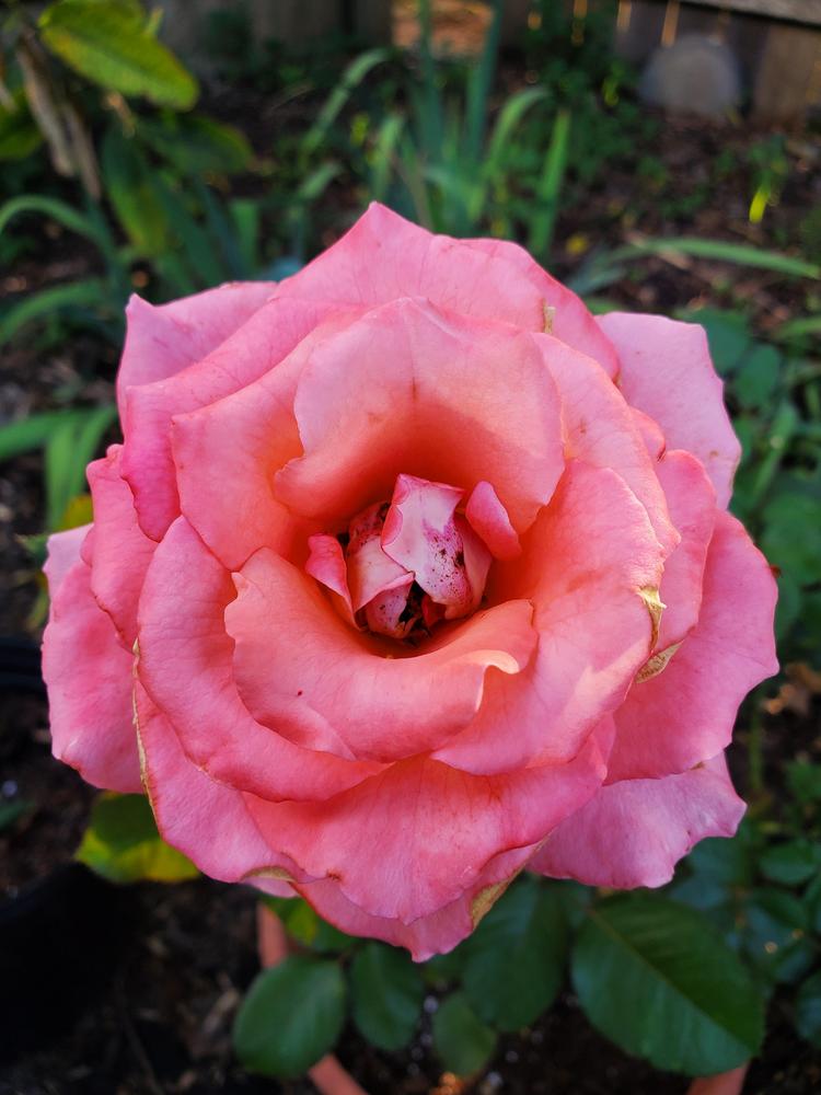 Photo of the bloom of Rose (Rosa 'Waiheke') posted by emory676 - Garden.org