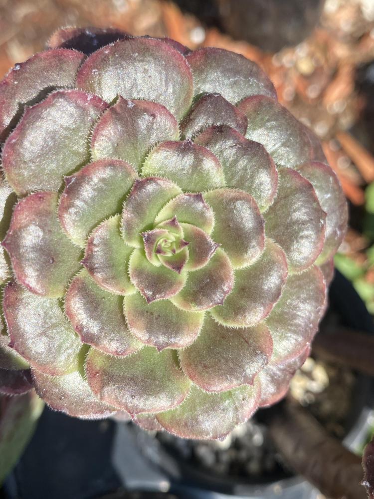Aeonium 'Ink Painting' in the Aeoniums Database - Garden.org