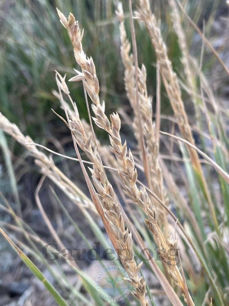 Photo of the seed pods or heads of Russian wildrye (Psathyrostachys ...