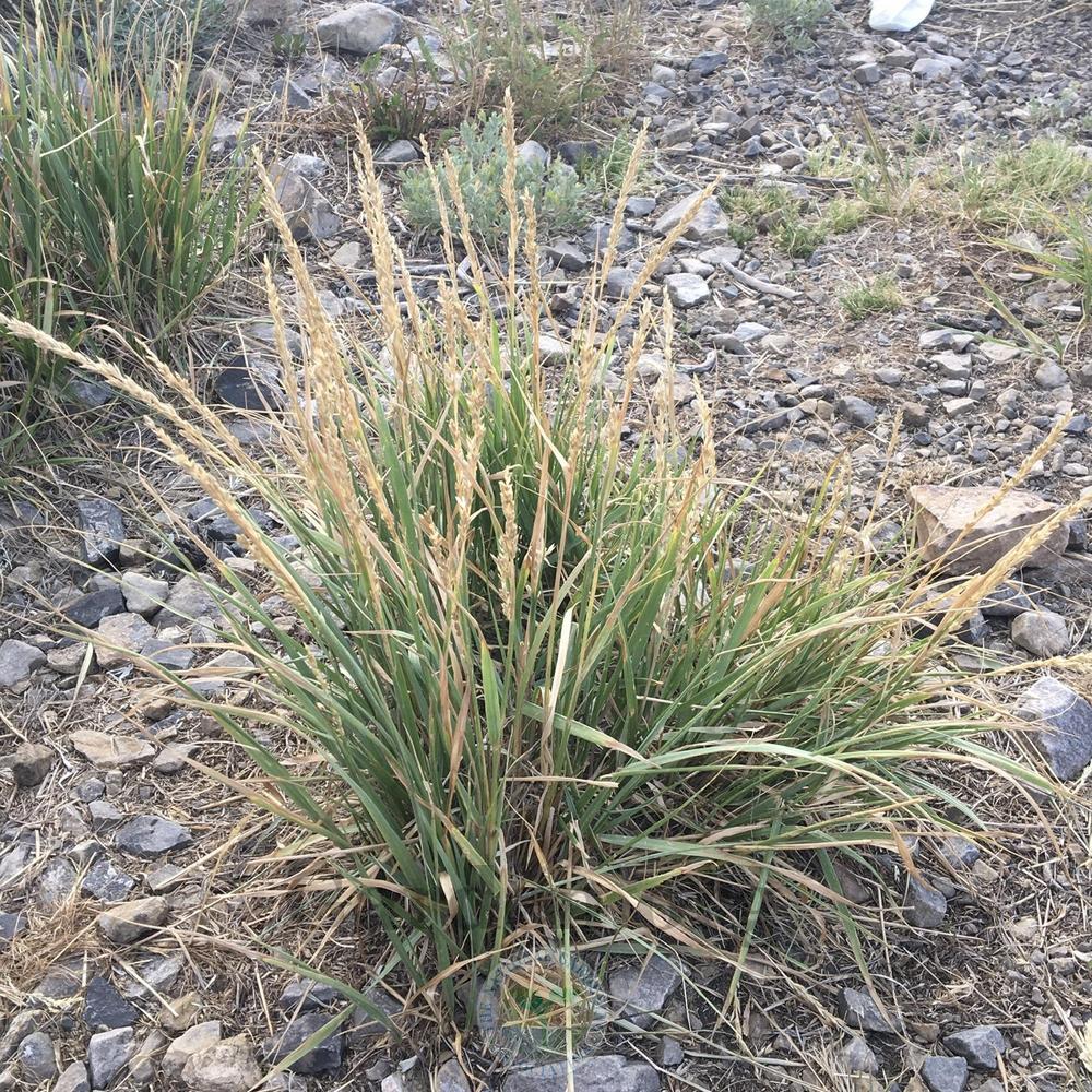 Photo of the entire plant of Russian wildrye (Psathyrostachys juncea ...