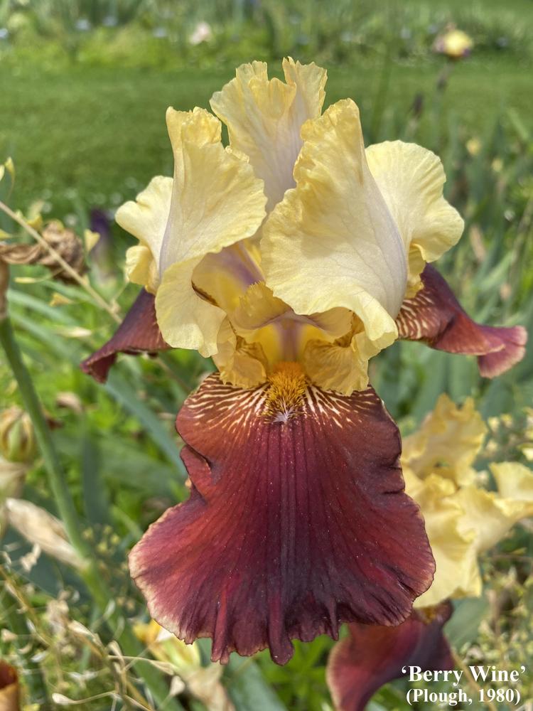 Photo of the bloom of Tall Bearded Iris (Iris 'Berry Wine') posted by ...
